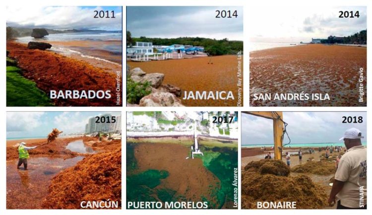 Vivir entre el sargazo - Revista Radar Peninsular